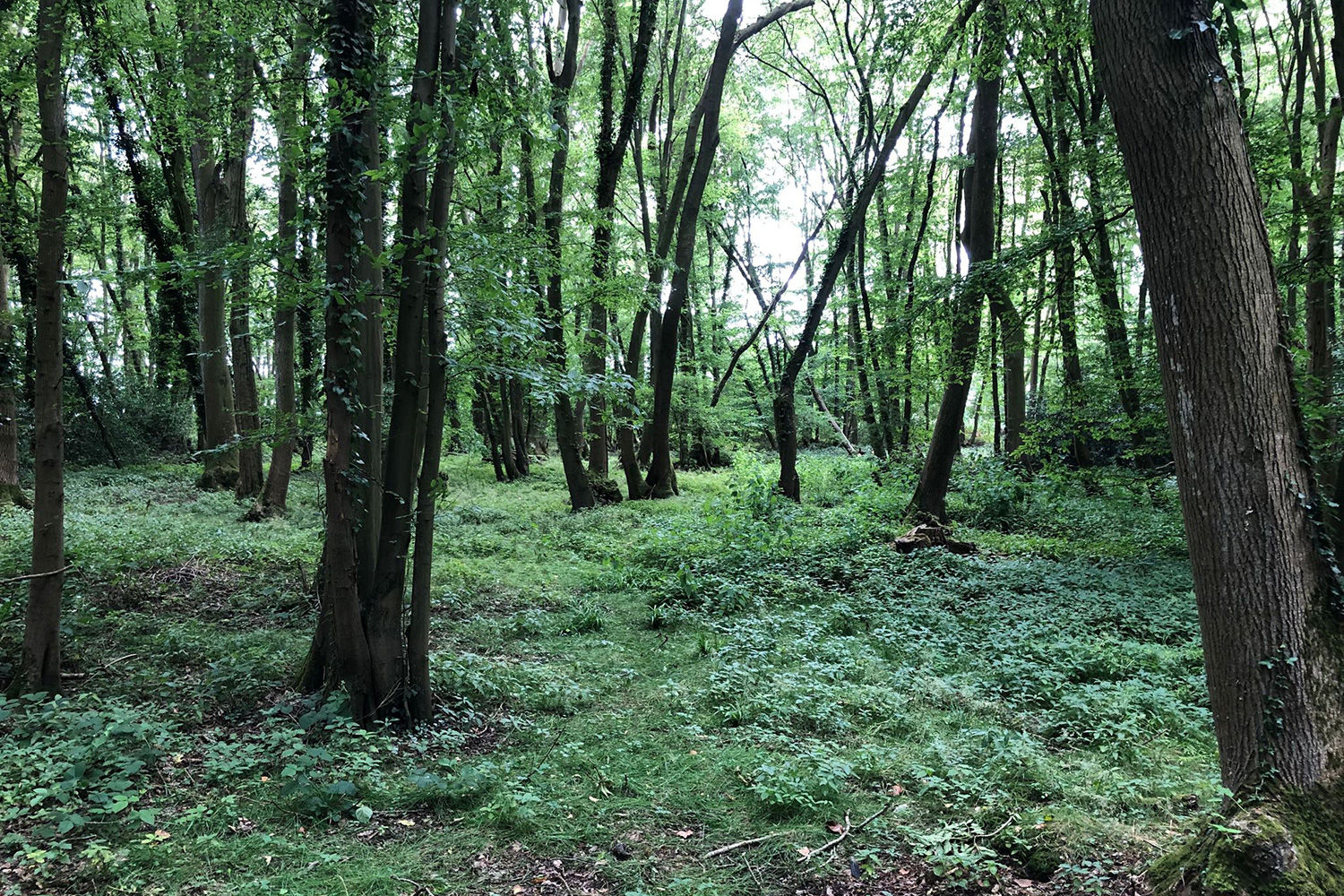 Sotterley Wood, Shadingfield, Suffolk | East Anglia | Forests.co.uk