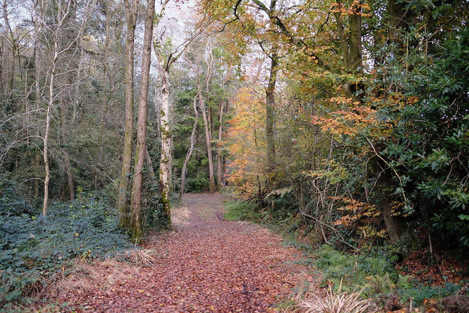Stowell Wood - Somerset, Forton, Chard | South West England | Forests.co.uk