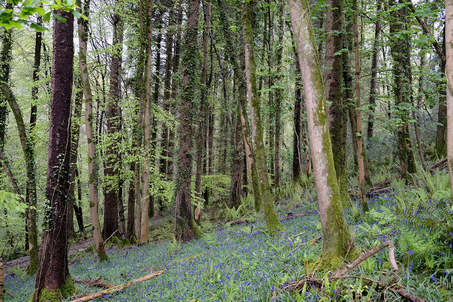 Dene Wood - Devon, Uplyme, Axminster | South West England | Forests.co.uk
