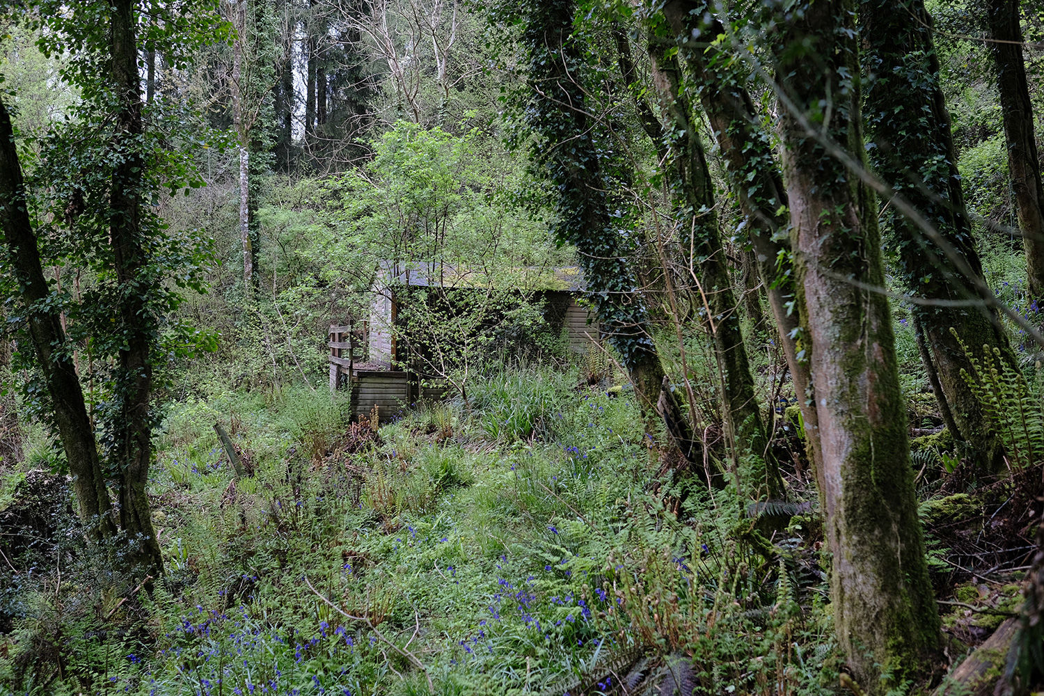 Dene Wood - Devon, Uplyme, Axminster | South West England | Forests.co.uk