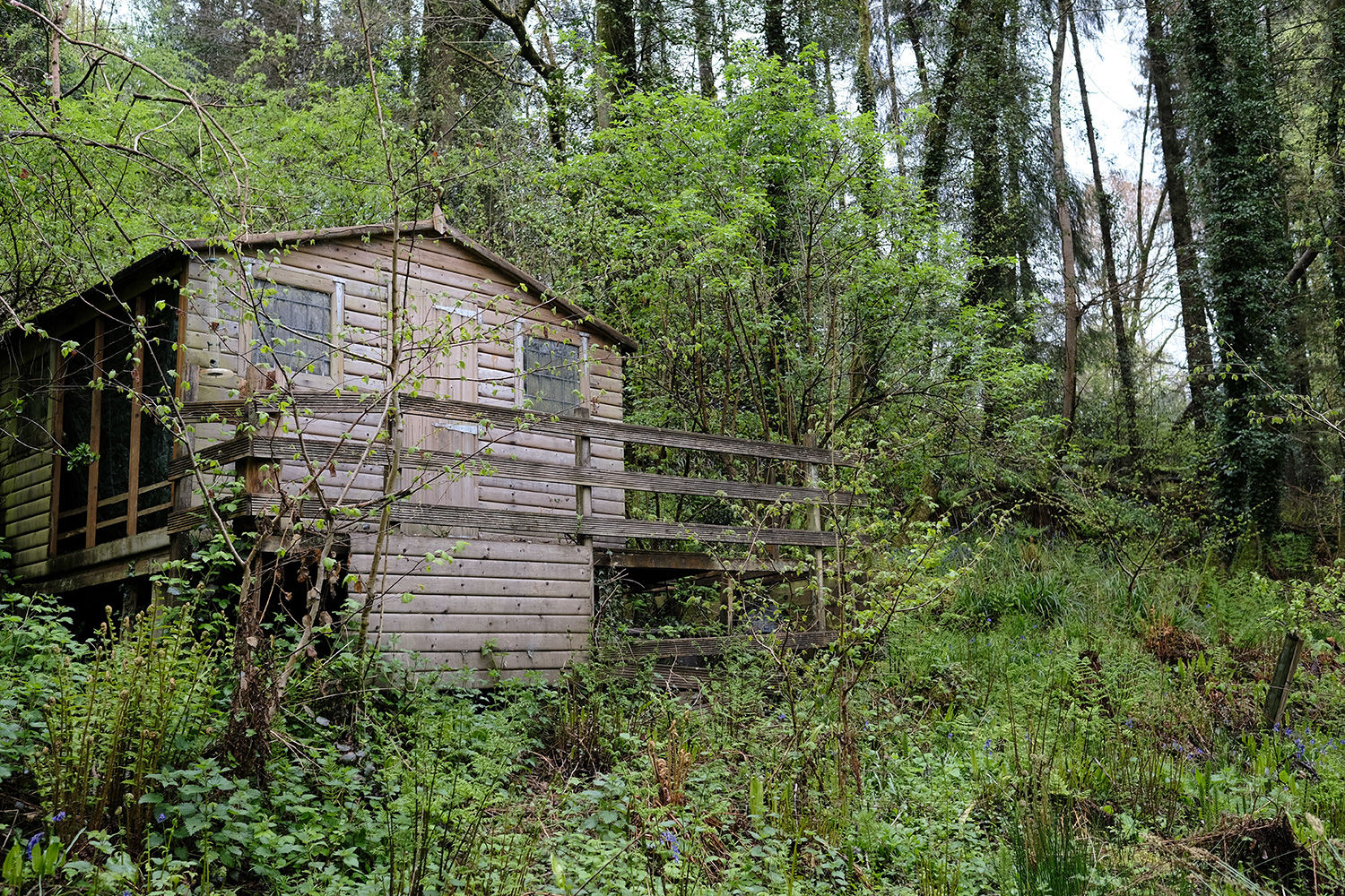 Dene Wood - Devon, Uplyme, Axminster | South West England | Forests.co.uk