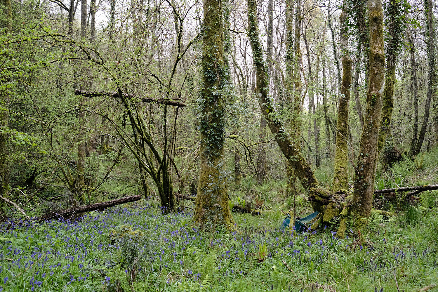 Dene Wood - Devon, Uplyme, Axminster | South West England | Forests.co.uk