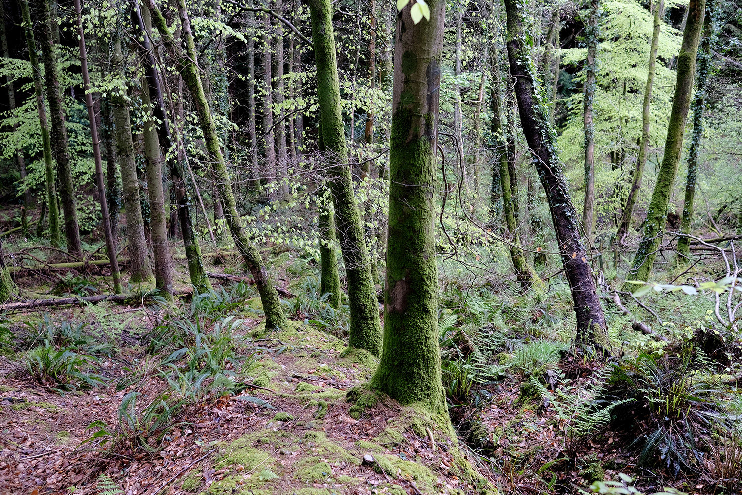 Dene Wood - Devon, Uplyme, Axminster | South West England | Forests.co.uk