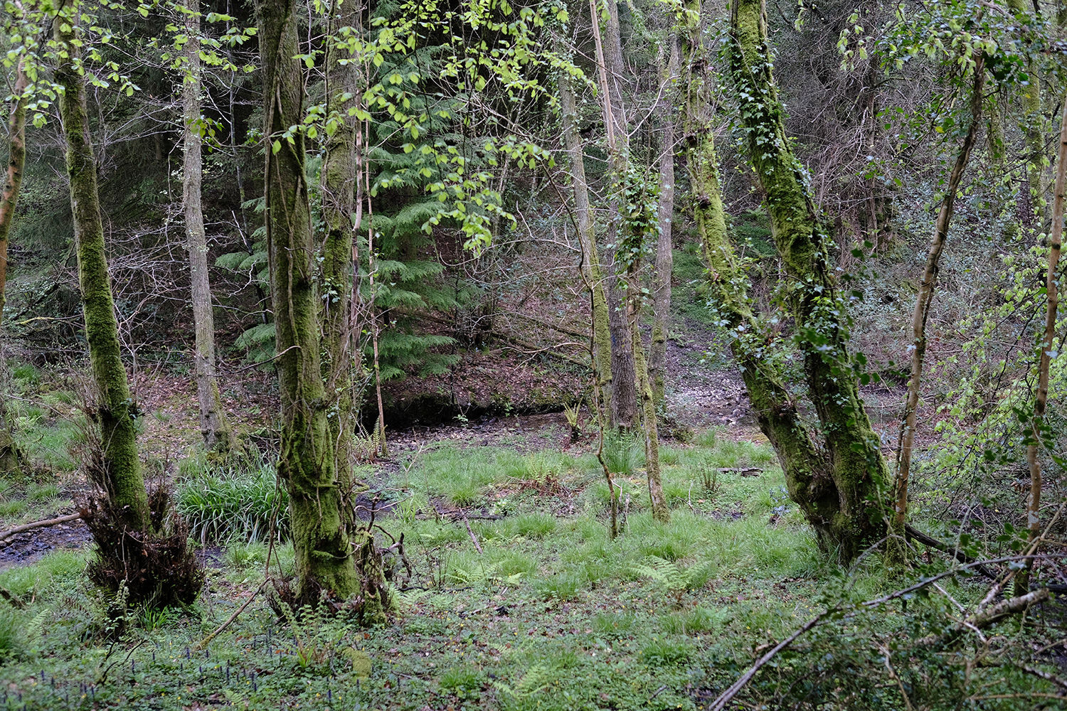 Dene Wood - Devon, Uplyme, Axminster | South West England | Forests.co.uk