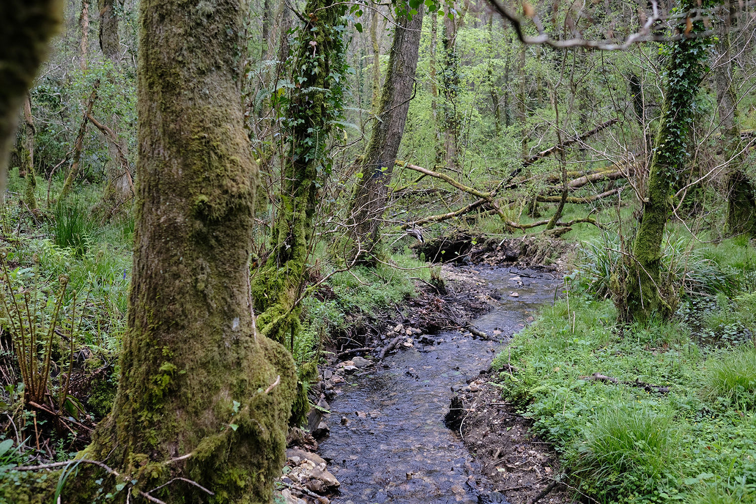 Dene Wood - Devon, Uplyme, Axminster | South West England | Forests.co.uk