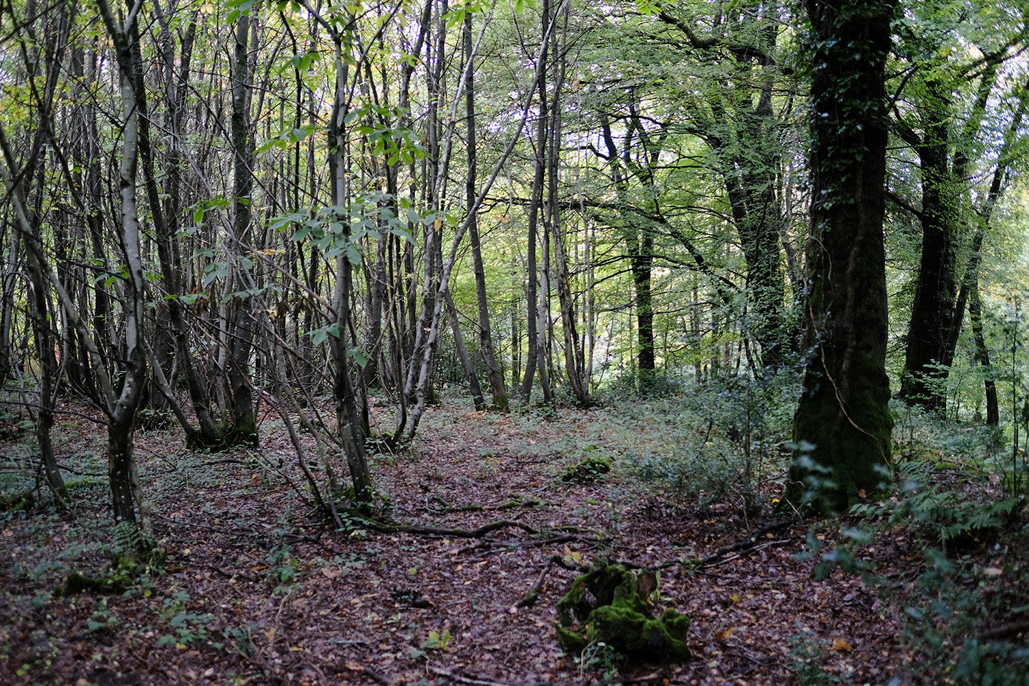 Ridge Plantation (part) - West Sussex, Linchmere, Haslemere | South ...