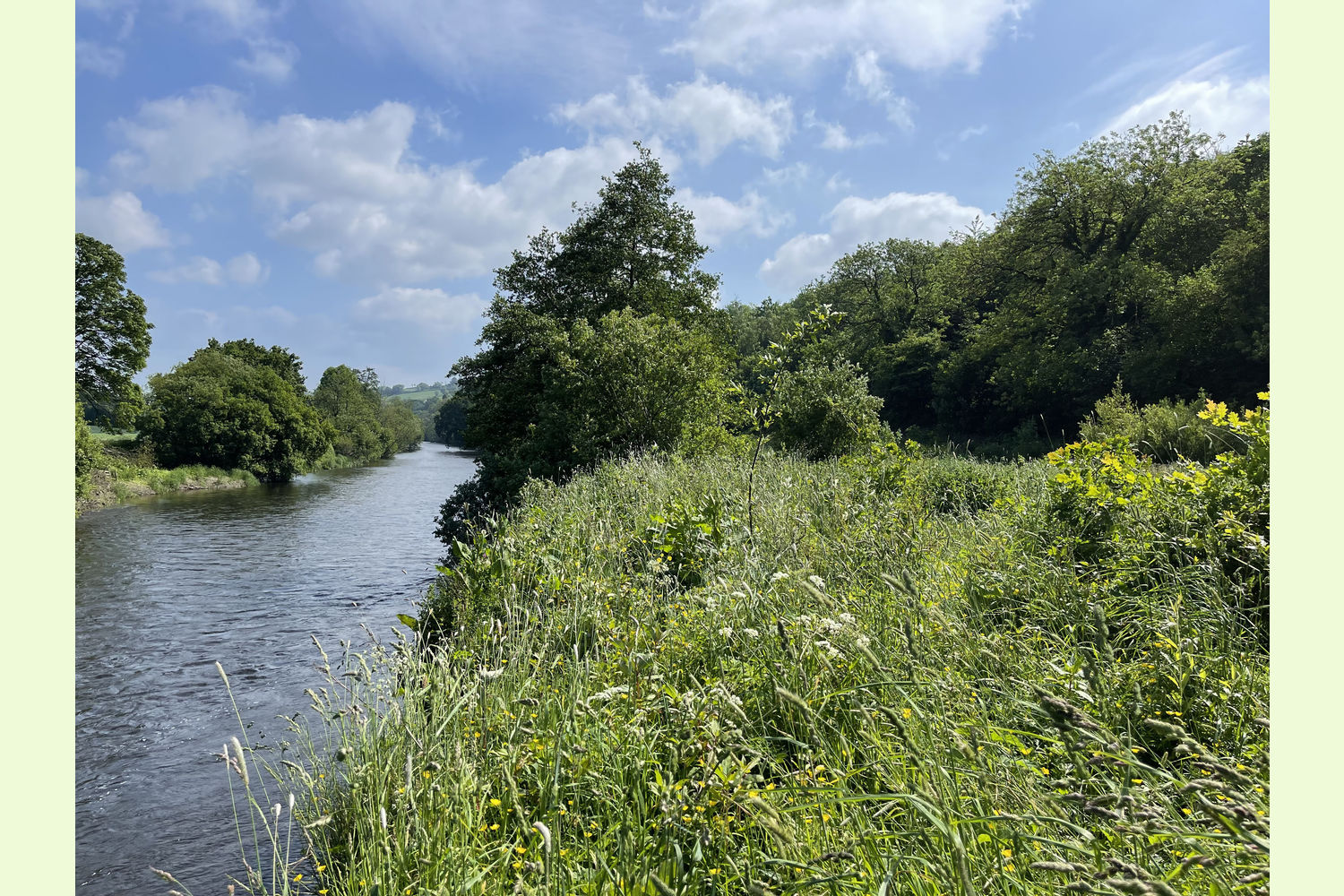 River Teifi Woodlands, Abercych, Pembrokeshire | Wales and the Welsh ...