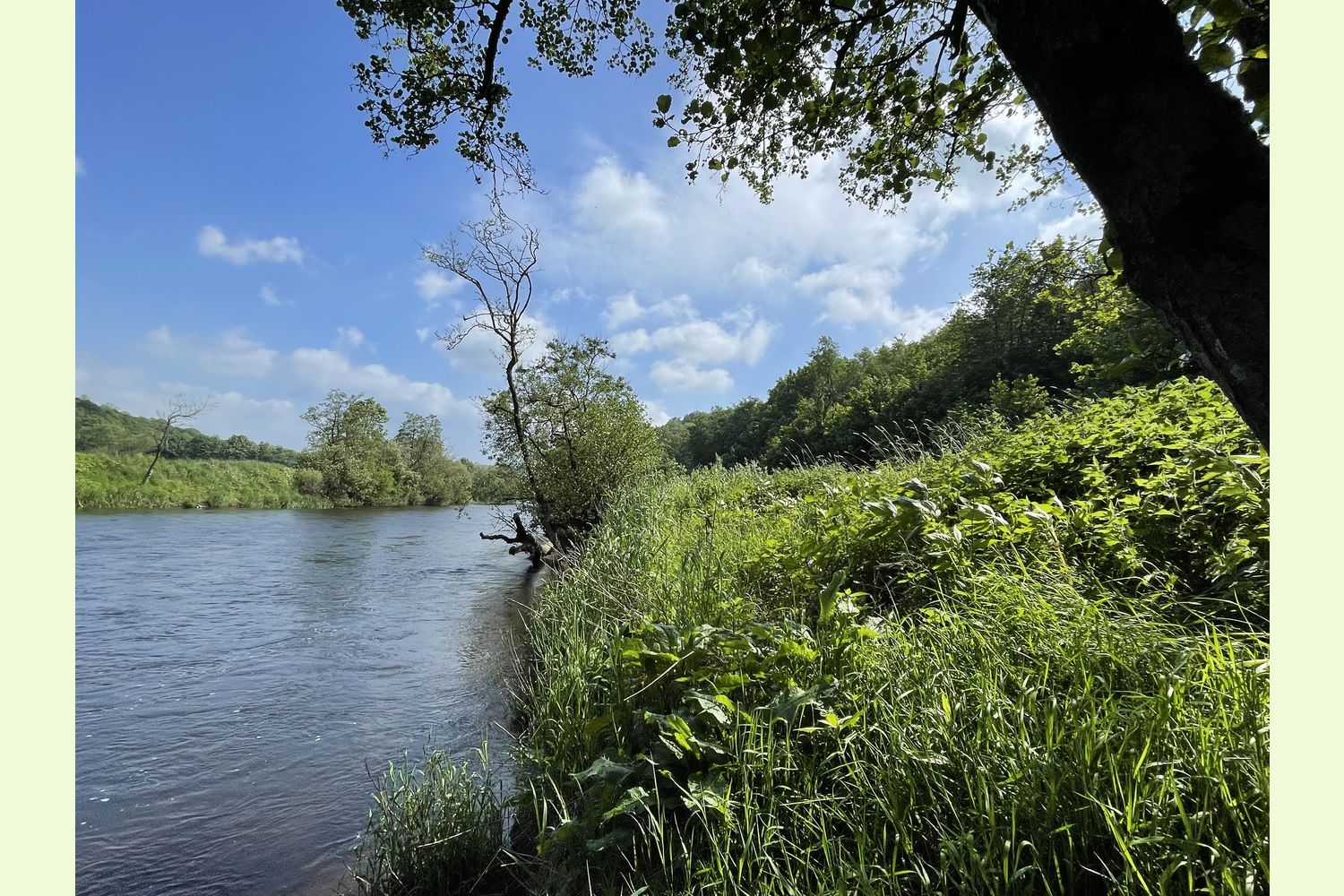 River Teifi Woodlands, Abercych, Pembrokeshire | Wales and the Welsh ...