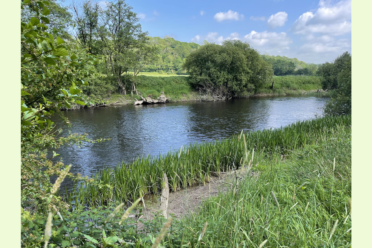 River Teifi Woodlands, Abercych, Pembrokeshire | Wales and the Welsh ...