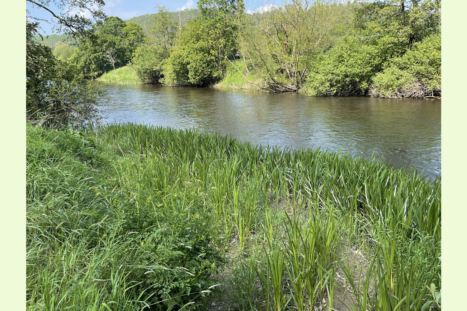 River Teifi Woodlands, Abercych, Pembrokeshire | Wales and the Welsh ...