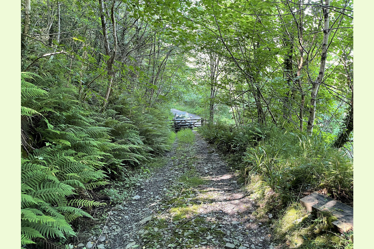 River Teifi Woodlands, Abercych, Pembrokeshire | Wales and the Welsh ...