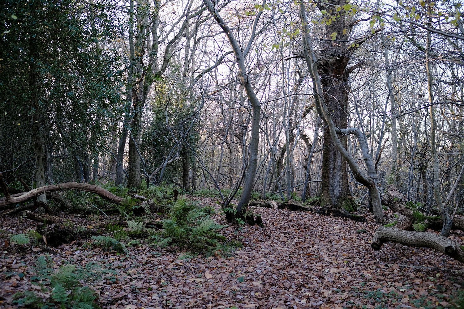 Fryarne Park Wood (Part) - Kent, Stelling Minnis, Canterbury | South ...
