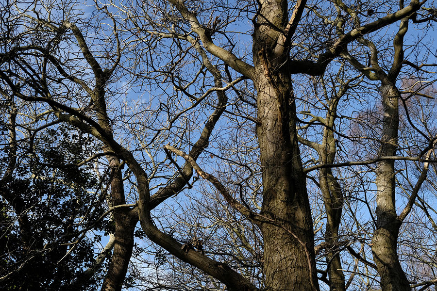 Neck Wood, Wolverton Hill, Alkham, Dover | South East England | Forests ...