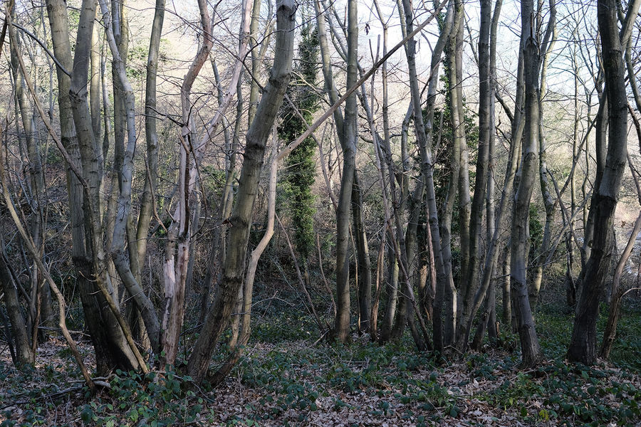 Neck Wood, Wolverton Hill, Alkham, Dover | South East England | Forests ...