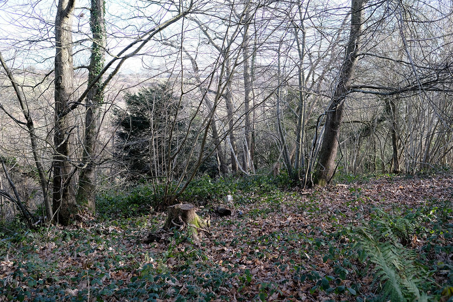 Neck Wood, Wolverton Hill, Alkham, Dover | South East England | Forests ...
