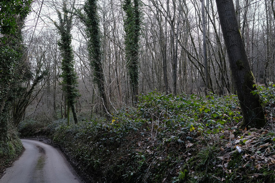 Neck Wood, Wolverton Hill, Alkham, Dover | South East England | Forests ...