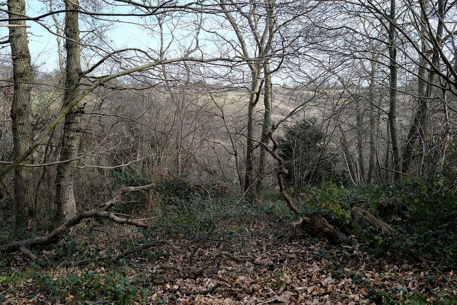 Neck Wood, Wolverton Hill, Alkham, Dover | South East England | Forests ...
