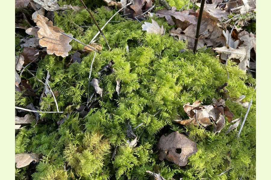 Clinker Wood, Alvechurch, Redditch, Worcestershire | Central England ...