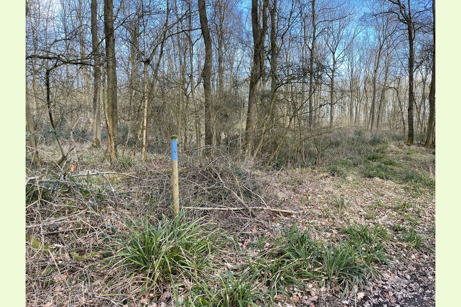 Clinker Wood, Alvechurch, Redditch, Worcestershire | Central England ...