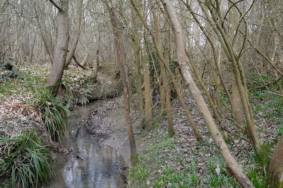 Forest Bank, Pluckley, Kent | South East England | Forests.co.uk