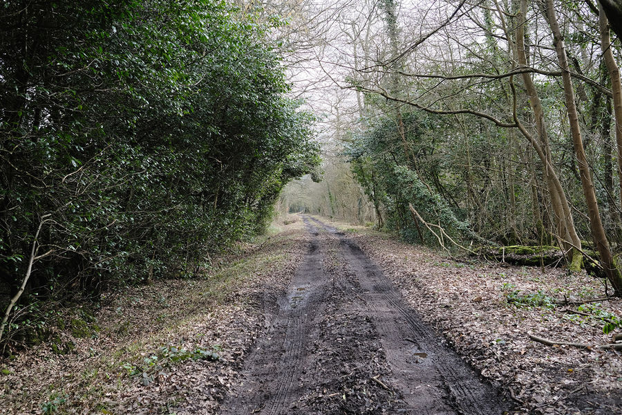 Forest Bank, Pluckley, Kent | South East England | Forests.co.uk