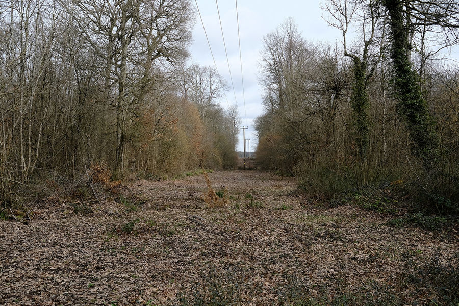 Forest Bank, Pluckley, Kent | South East England | Forests.co.uk