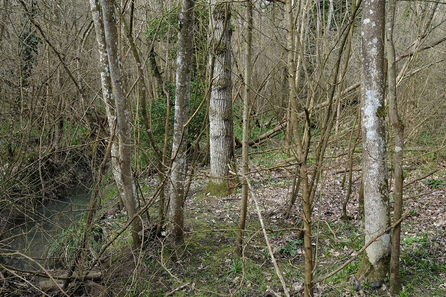 Forest Bank, Pluckley, Kent | South East England | Forests.co.uk