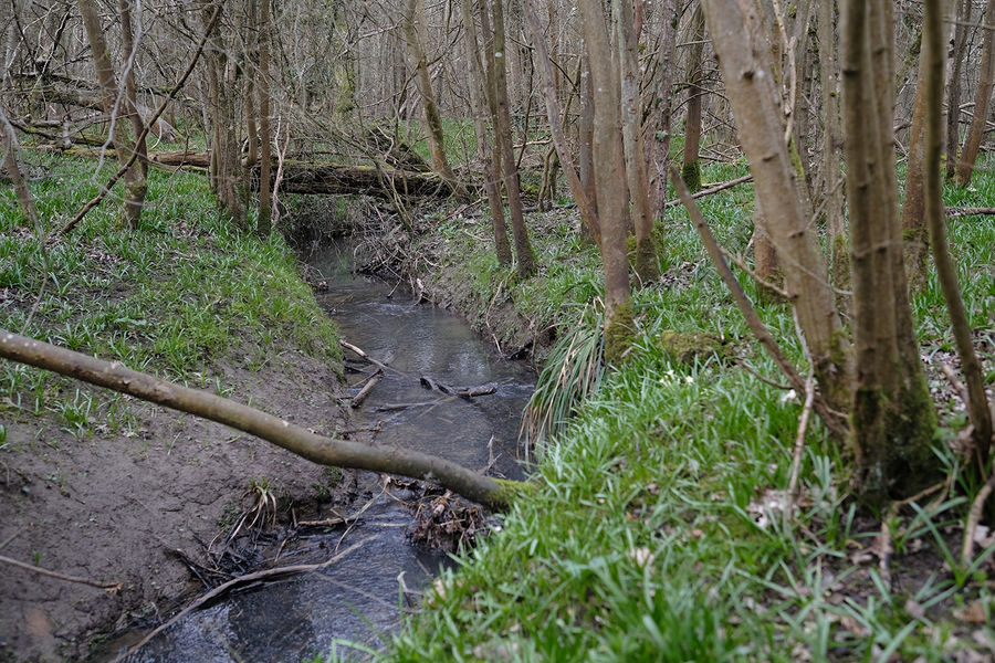 Forest Bank, Pluckley, Kent | South East England | Forests.co.uk