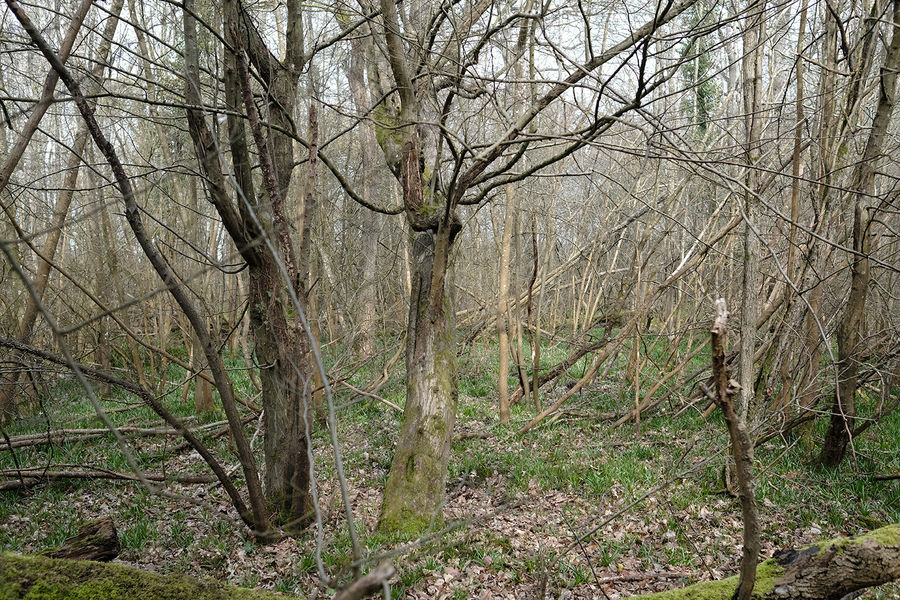 Forest Bank, Pluckley, Kent | South East England | Forests.co.uk