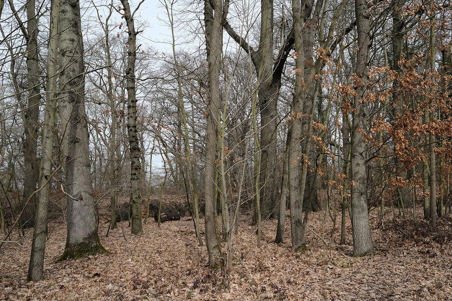 Forest Bank, Pluckley, Kent | South East England | Forests.co.uk