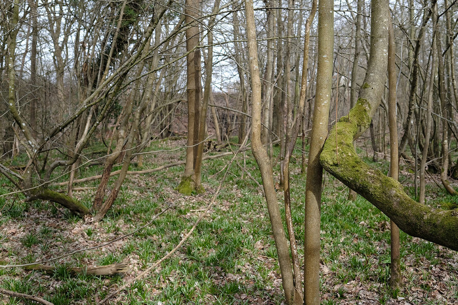 Forest Bank, Pluckley, Kent | South East England | Forests.co.uk