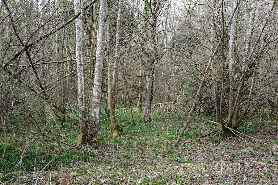 Forest Bank, Pluckley, Kent | South East England | Forests.co.uk