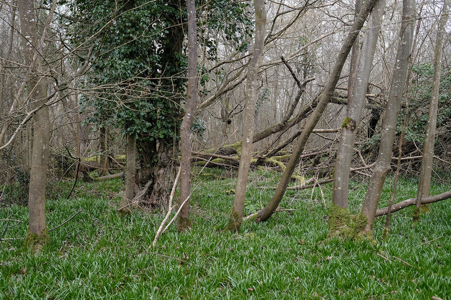 Forest Bank, Pluckley, Kent | South East England | Forests.co.uk