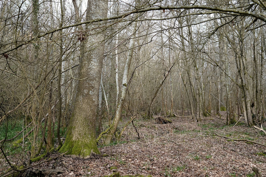 Forest Bank, Pluckley, Kent | South East England | Forests.co.uk