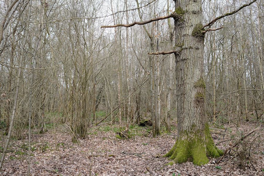 Forest Bank, Pluckley, Kent | South East England | Forests.co.uk