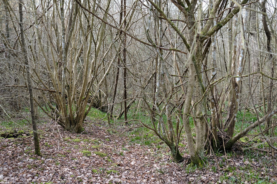 Forest Bank, Pluckley, Kent | South East England | Forests.co.uk