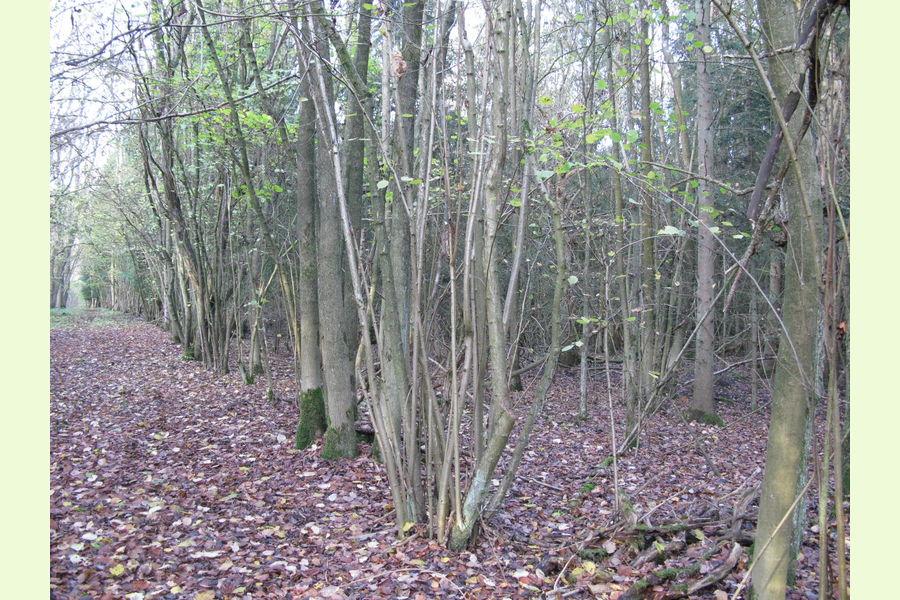 Barrow Wood, Tandridge, Oxted, Surrey | South East England | Forests.co.uk