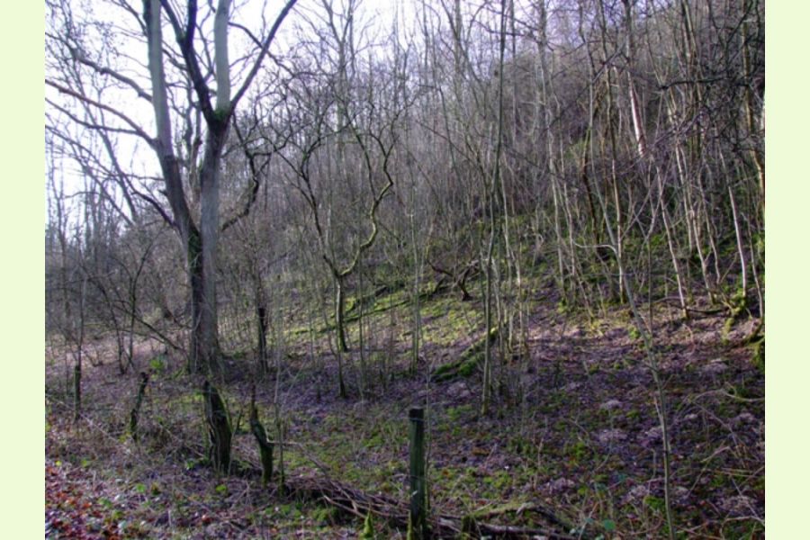 Warrenby Wood, Brantingham Dale, South Cave, East Yorkshire | Northern ...