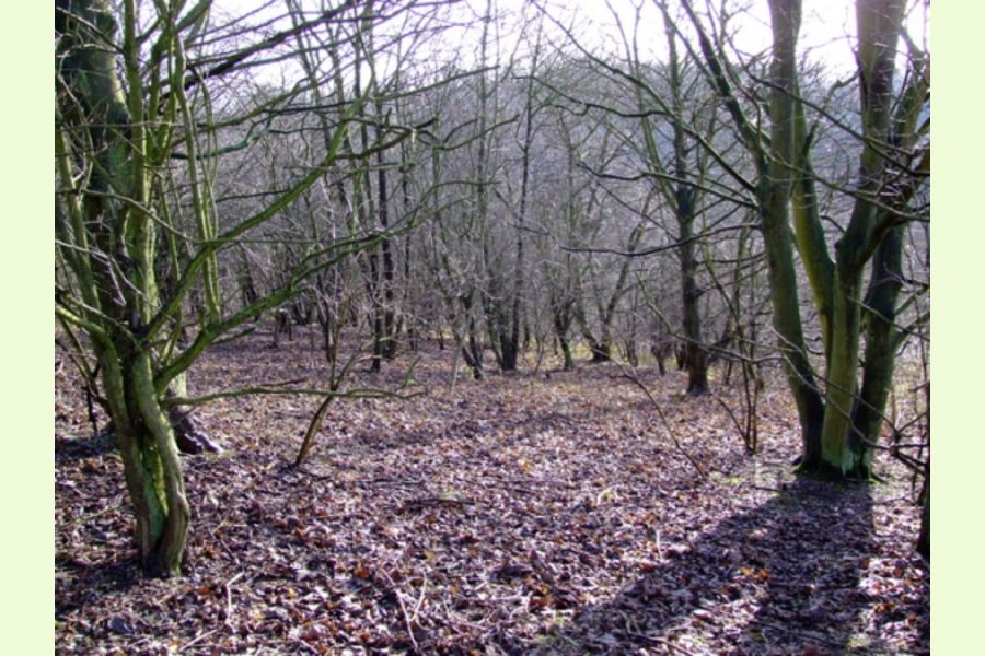 Warrenby Wood, Brantingham Dale, South Cave, East Yorkshire | Northern ...