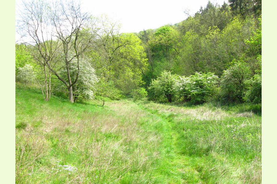 Warrenby Wood, Brantingham Dale, South Cave, East Yorkshire | Northern ...