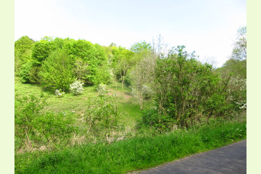 Warrenby Wood, Brantingham Dale, South Cave, East Yorkshire | Northern ...