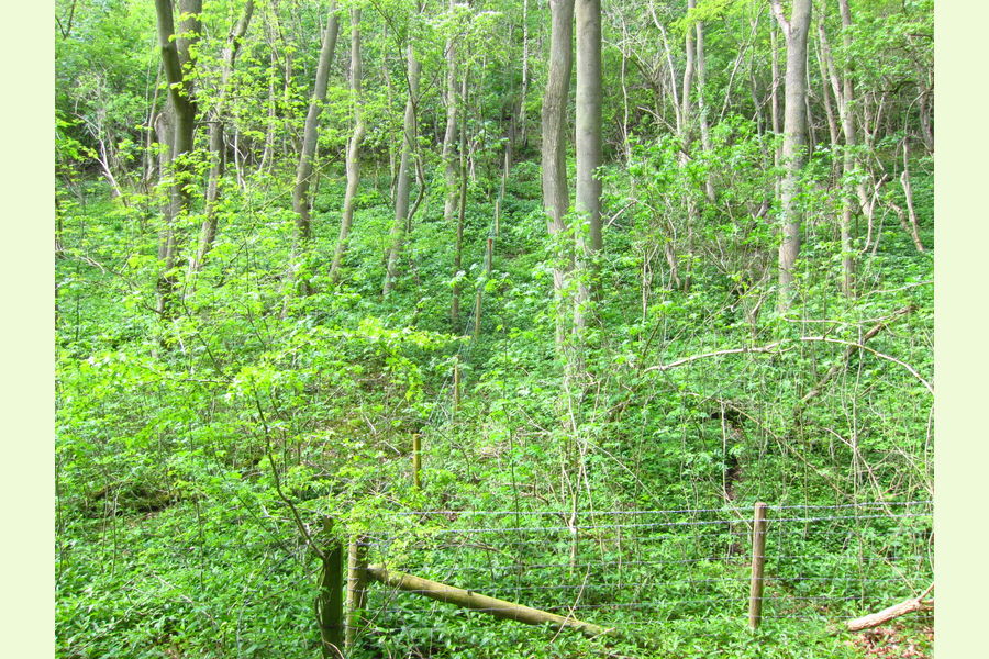 Warrenby Wood, Brantingham Dale, South Cave, East Yorkshire | Northern ...