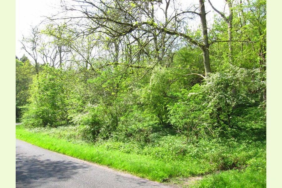 Warrenby Wood, Brantingham Dale, South Cave, East Yorkshire | Northern ...