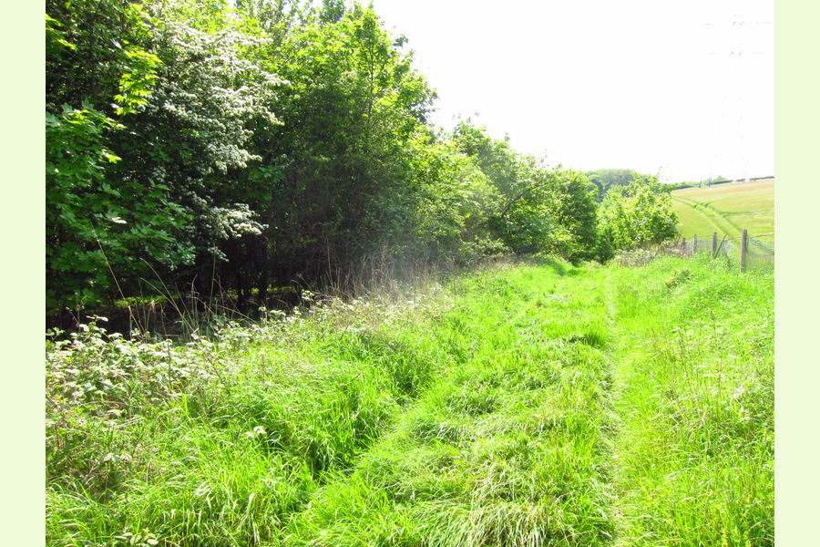 Warrenby Wood, Brantingham Dale, South Cave, East Yorkshire | Northern ...