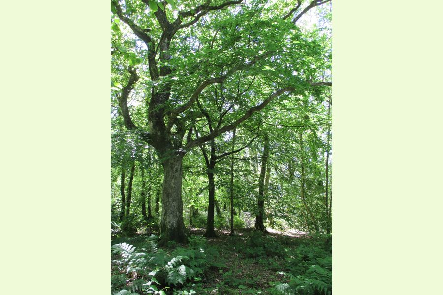 Shepherds Bush Wood, North Tamerton, Holsworthy, Cornwall | South West ...