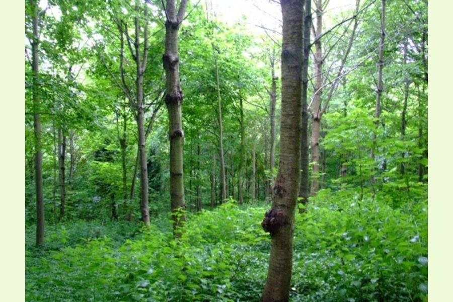 All Saints Wood, Brantingham Dale, Brantingham, East Yorkshire ...