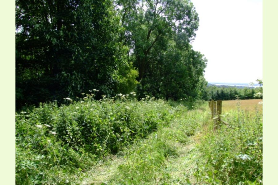 All Saints Wood, Brantingham Dale, Brantingham, East Yorkshire ...