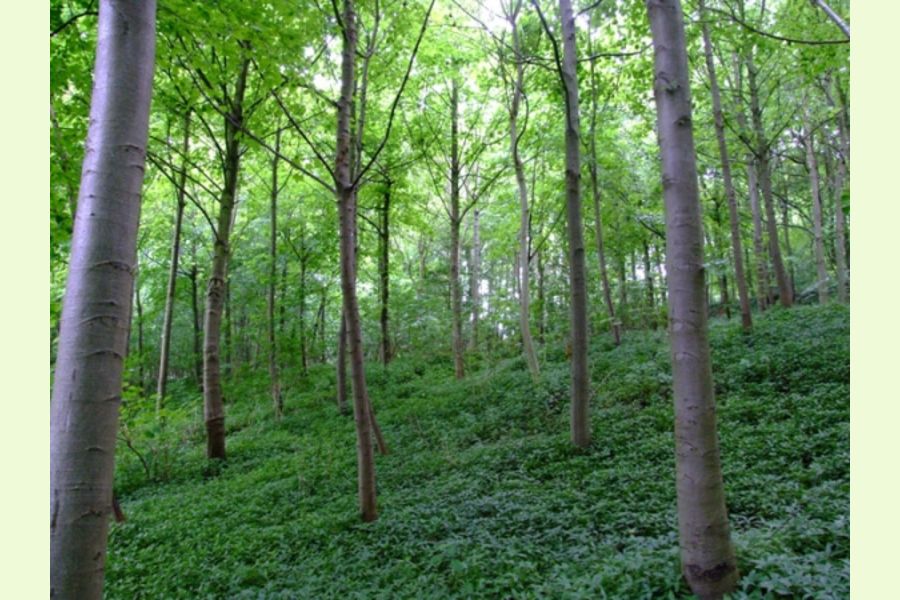 All Saints Wood, Brantingham Dale, Brantingham, East Yorkshire ...