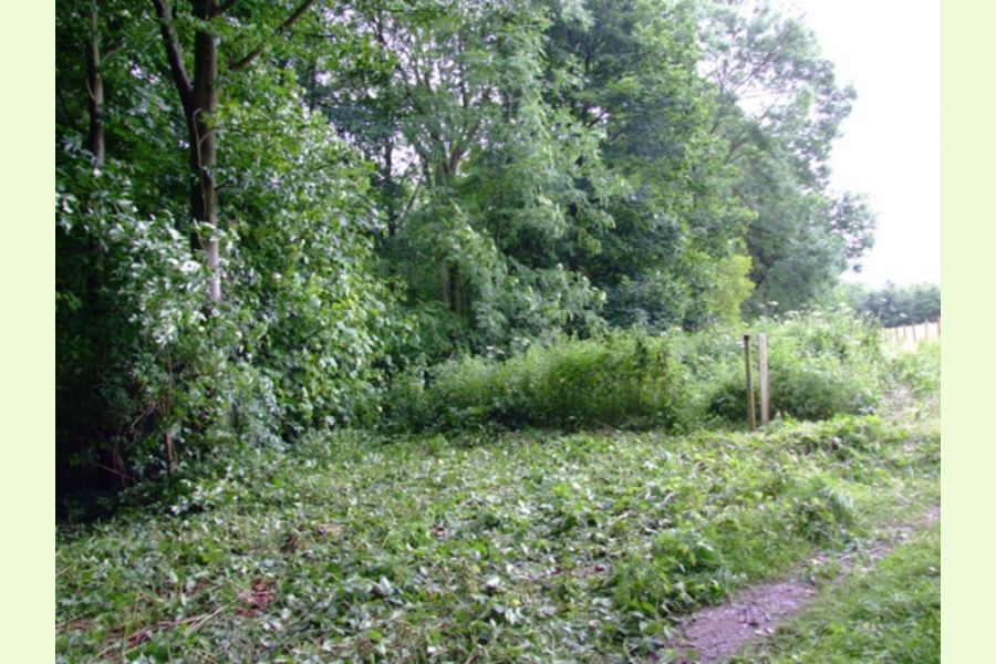 All Saints Wood, Brantingham Dale, Brantingham, East Yorkshire ...