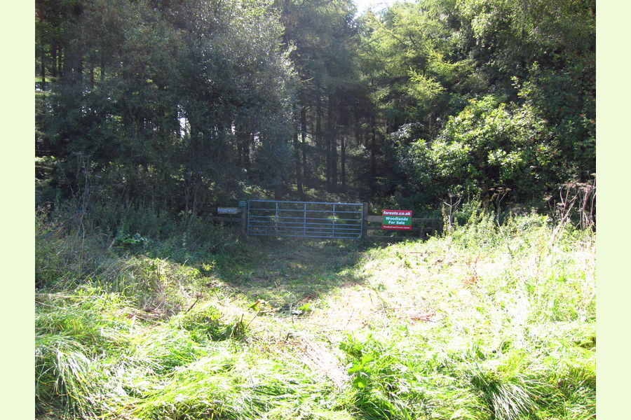 Irton Wood, East Ayton, Scarborough, East Yorkshire | Northern England ...